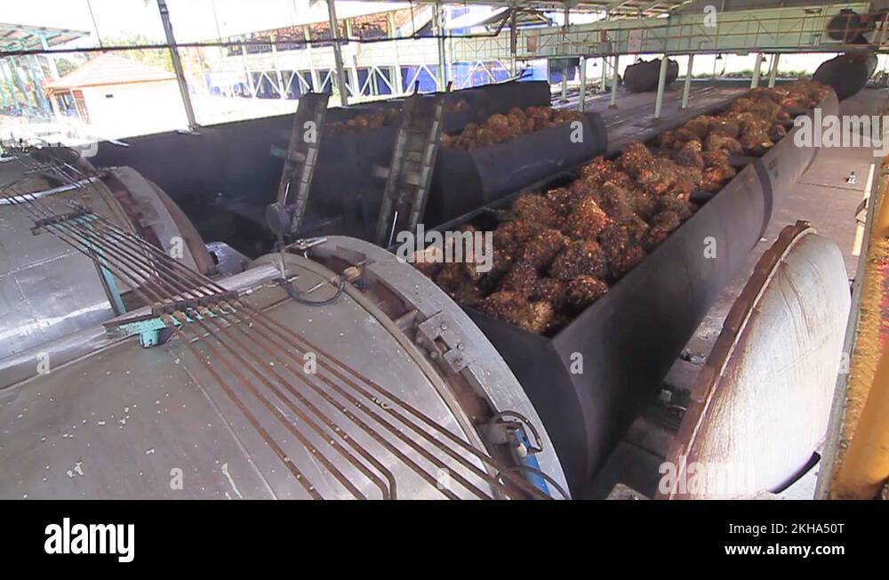 Pulp chamber Stock Videos & Footage - HD and 4K Video Clips - Alamy