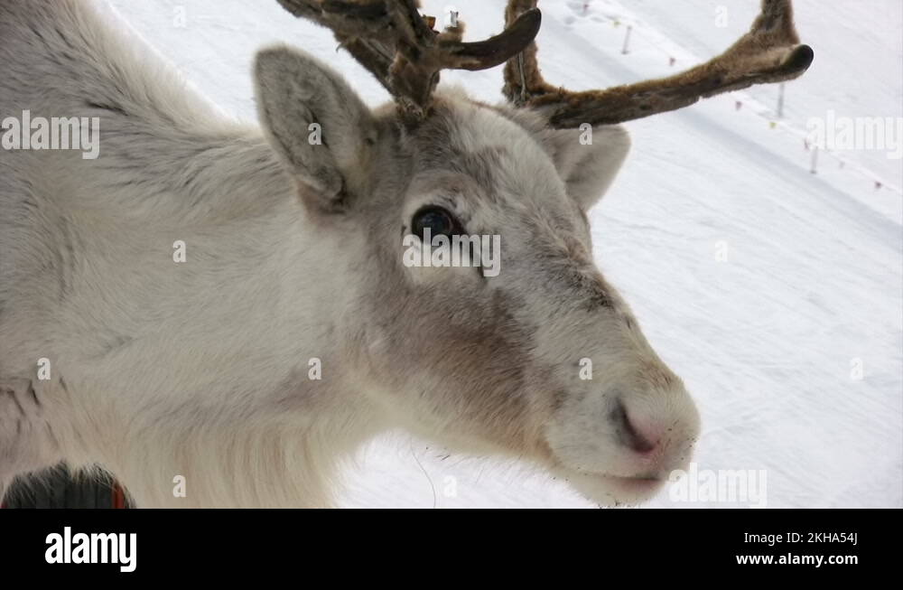 Animal eye zoom Stock Videos & Footage - HD and 4K Video Clips - Alamy