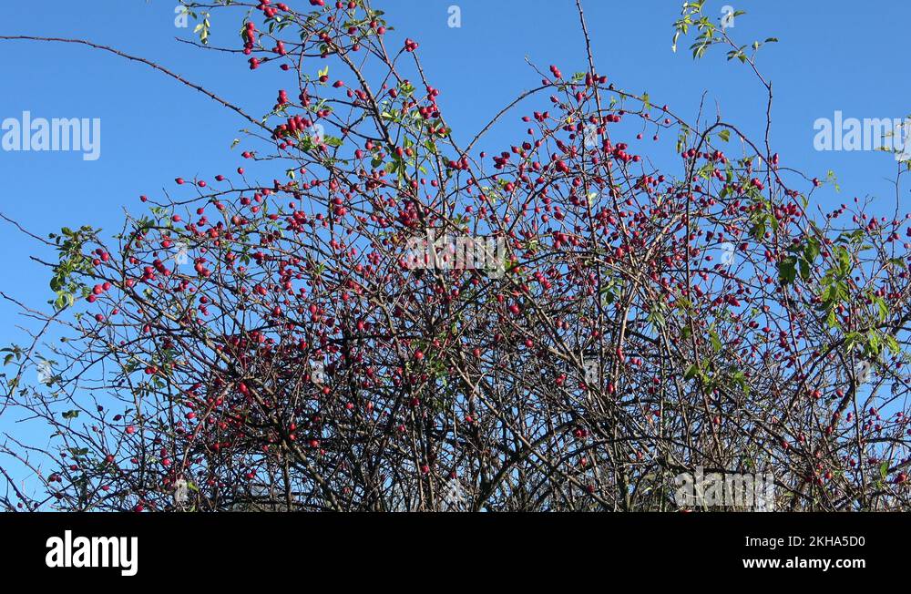 Rosa shrub rose Stock Videos & Footage - HD and 4K Video Clips - Alamy
