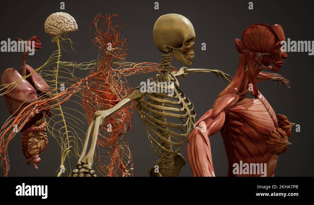 Animated 3D human anatomy illustration Stock Video Footage - Alamy