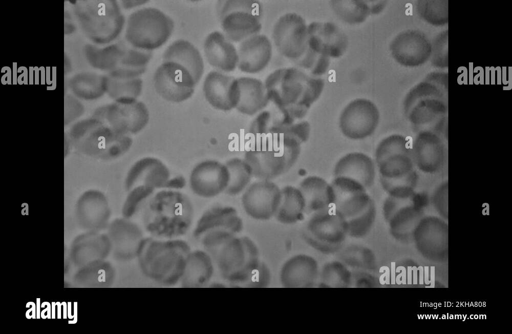 Lab microscope cells Stock Videos & Footage - HD and 4K Video Clips - Alamy