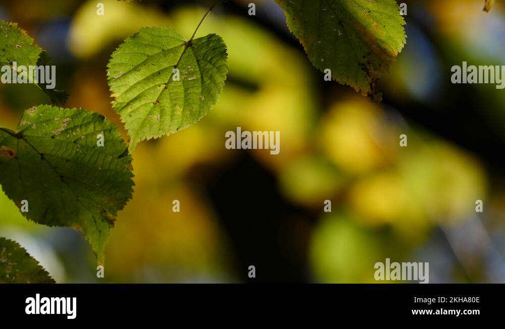 Alder tree Stock Videos & Footage - HD and 4K Video Clips - Alamy