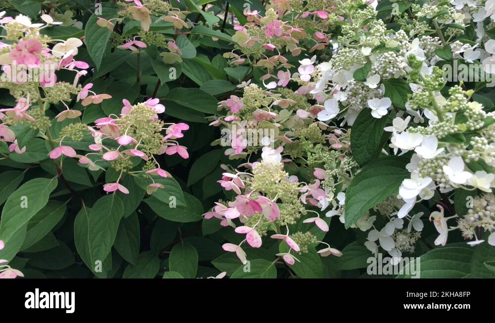 Hydrangea paniculata blooms Stock Videos & Footage - HD and 4K Video ...