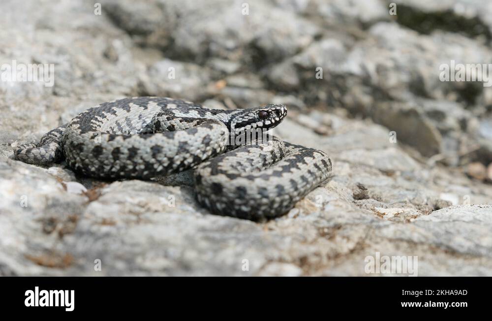 Venomous adder Stock Videos & Footage - HD and 4K Video Clips - Alamy