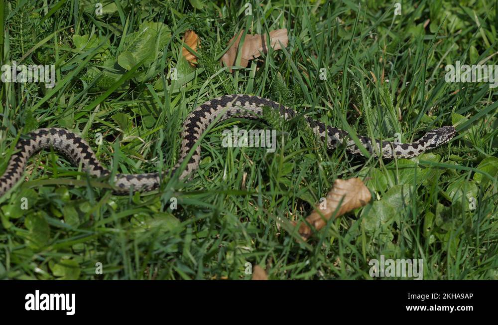 European adder snake Stock Videos & Footage - HD and 4K Video Clips - Alamy