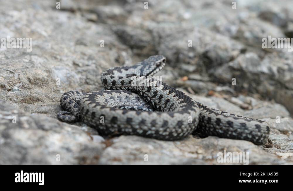 Dangerous adder Stock Videos & Footage - HD and 4K Video Clips - Alamy