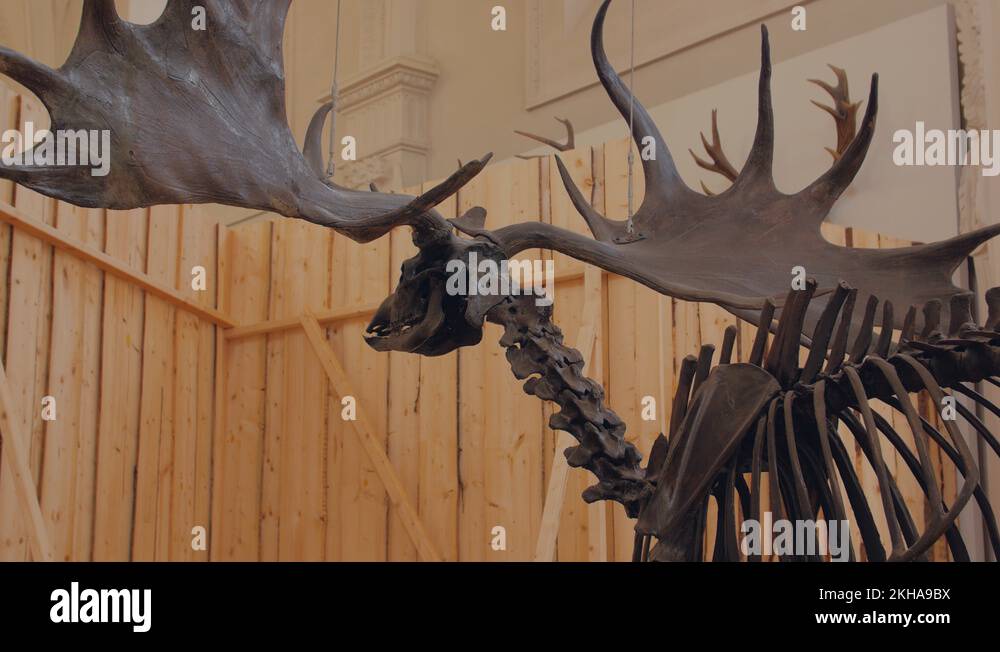 Elk skeleton Stock Videos & Footage - HD and 4K Video Clips - Alamy