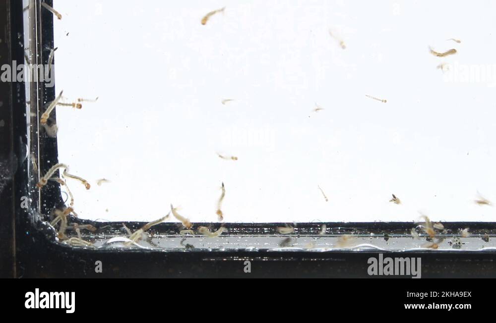 Dengue larva Stock Videos & Footage - HD and 4K Video Clips - Alamy