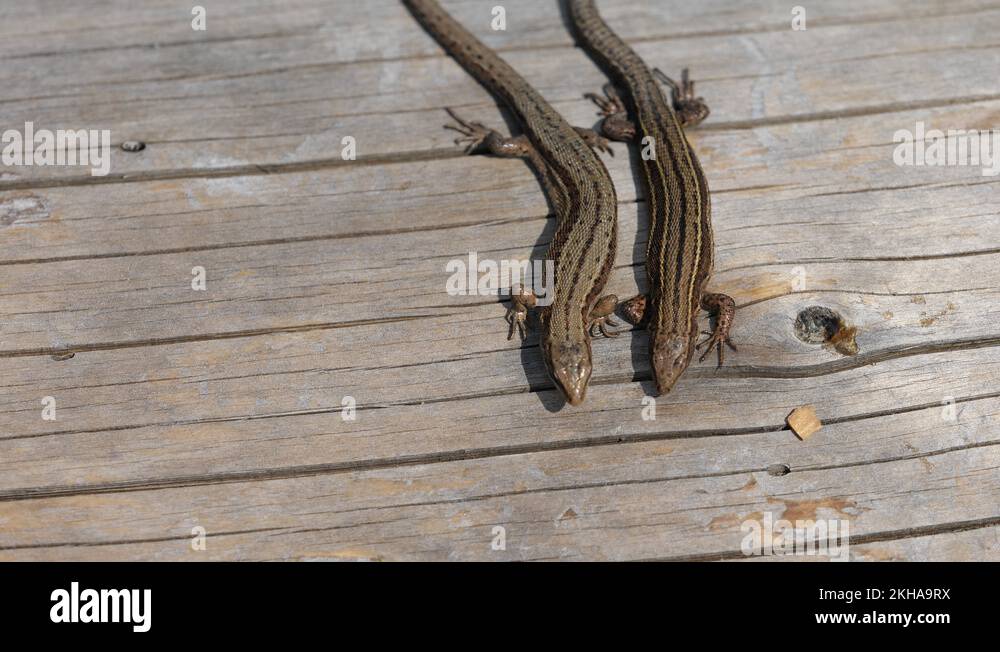 Couple of lizards Stock Videos & Footage - HD and 4K Video Clips - Alamy