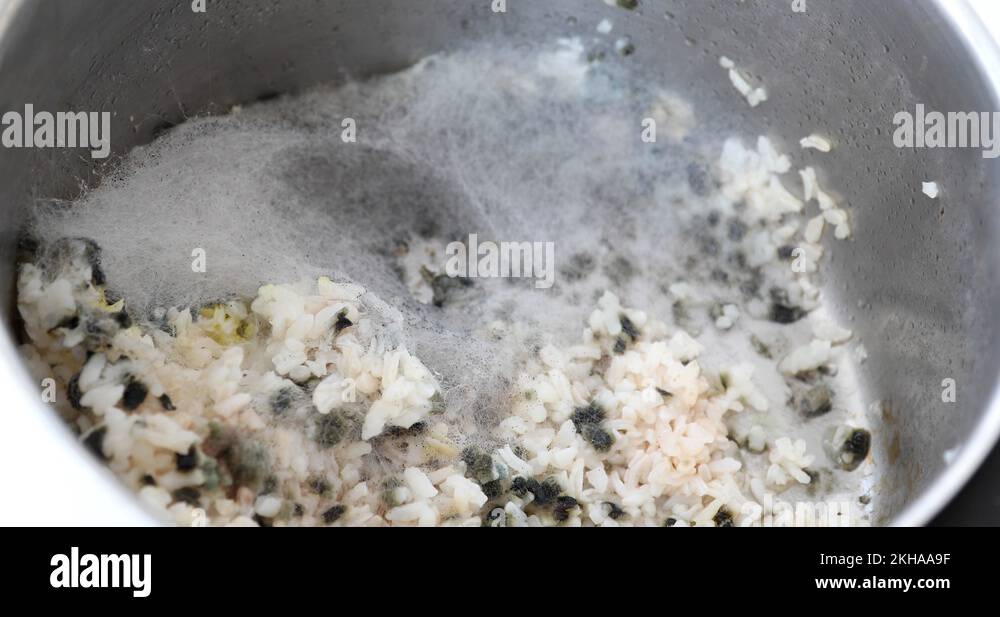 Moldy rice Stock Videos & Footage - HD and 4K Video Clips - Alamy