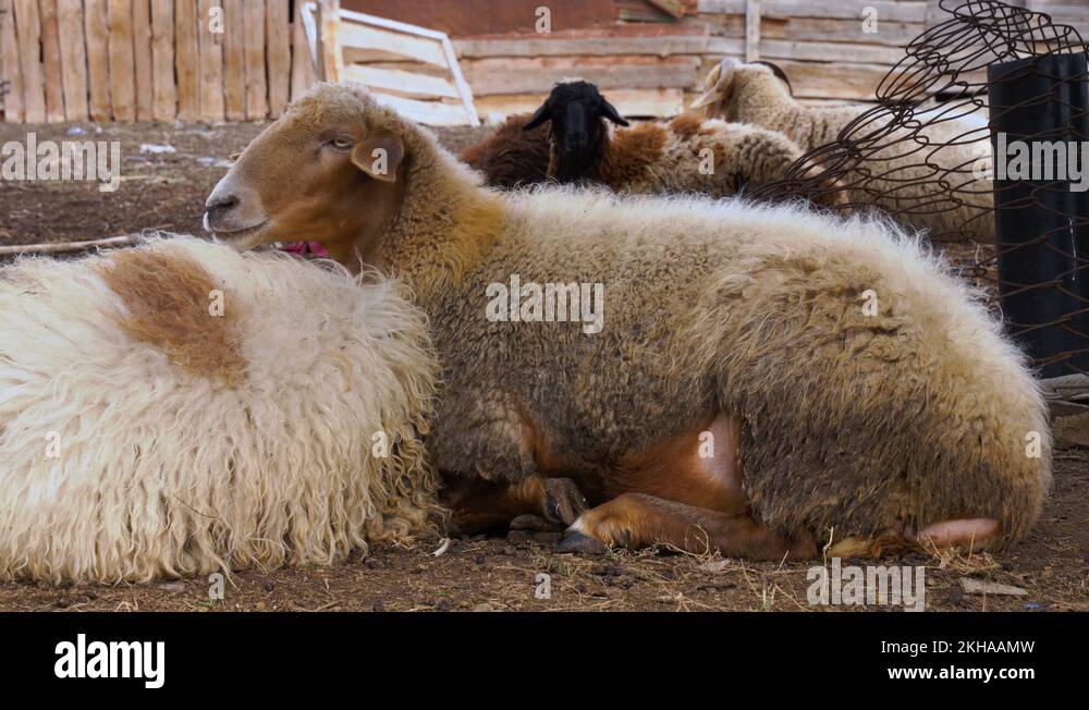 A brown sheep eat and rest in the fresh air at rural farm. Herd of ...