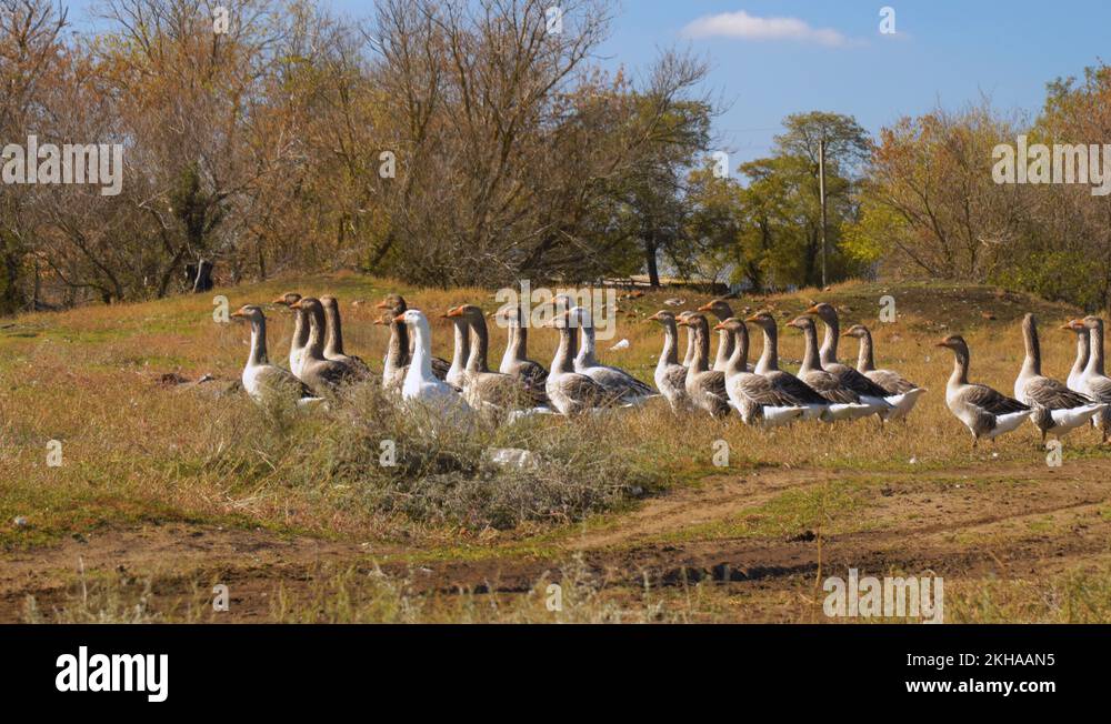 Plucking geese Stock Videos & Footage - HD and 4K Video Clips - Alamy