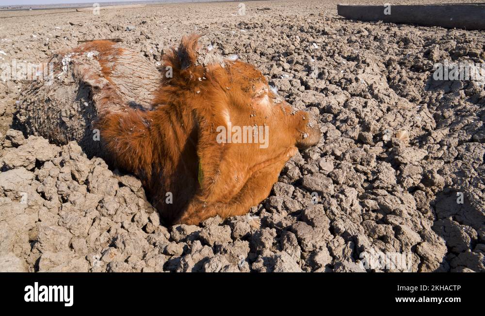 Aerial view of trapped cows in mud due to drought and climate change ...
