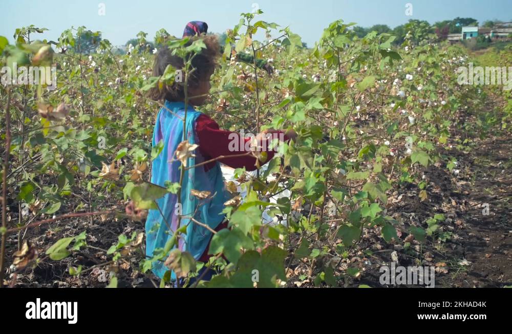 Child labor in agriculture Stock Videos & Footage - HD and 4K Video ...