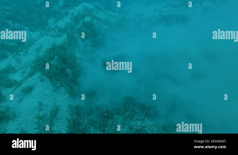 Green Sea Turtle on the seabed buried in silt laying down to sleep in ...