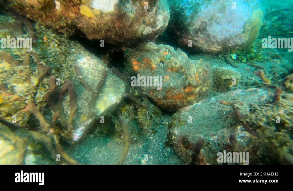 Stonefish Stock Videos & Footage - HD and 4K Video Clips - Alamy