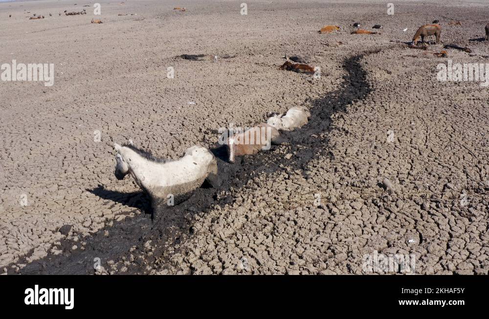 Sinking into mud Stock Videos & Footage - HD and 4K Video Clips - Alamy