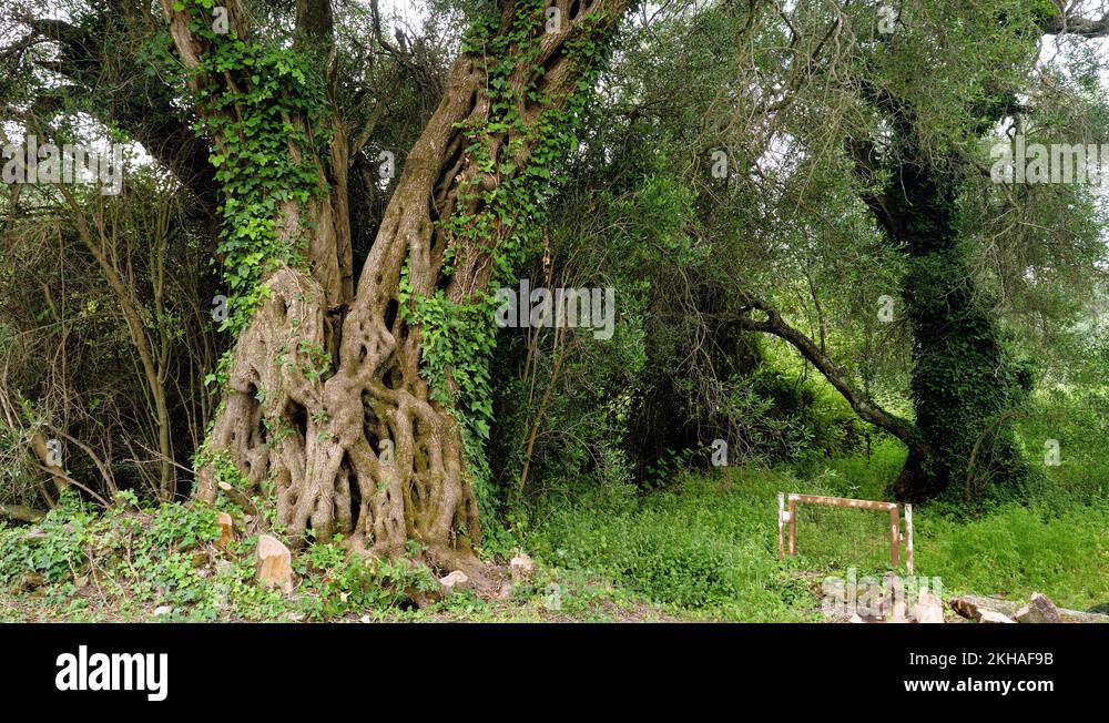 Corfu greece olive trees Stock Videos & Footage - HD and 4K Video Clips ...