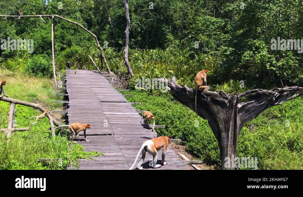Endemic island species Stock Videos & Footage - HD and 4K Video Clips ...