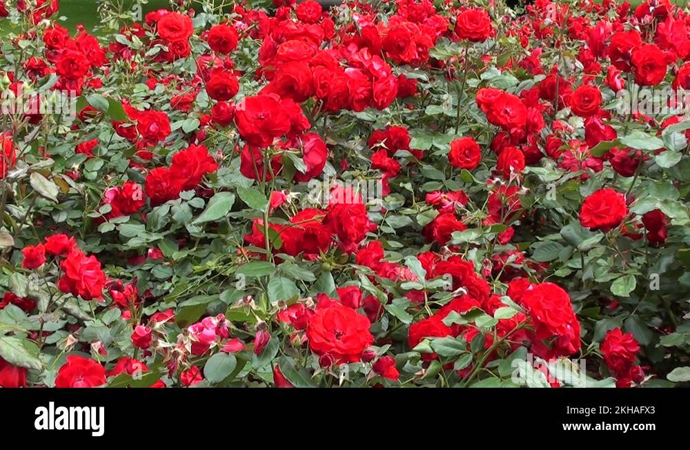Rose bushes Stock Videos & Footage - HD and 4K Video Clips - Alamy