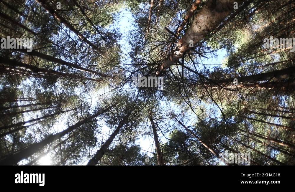 Tree from bottom view Stock Videos & Footage - HD and 4K Video Clips ...