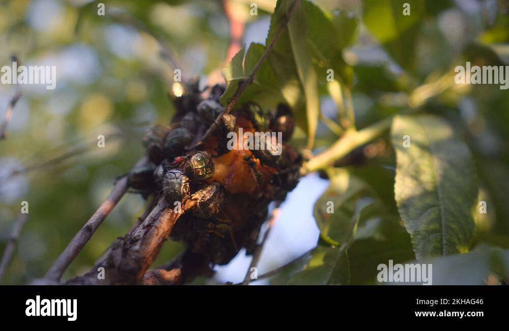 Tree dung beetles Stock Videos & Footage - HD and 4K Video Clips - Alamy