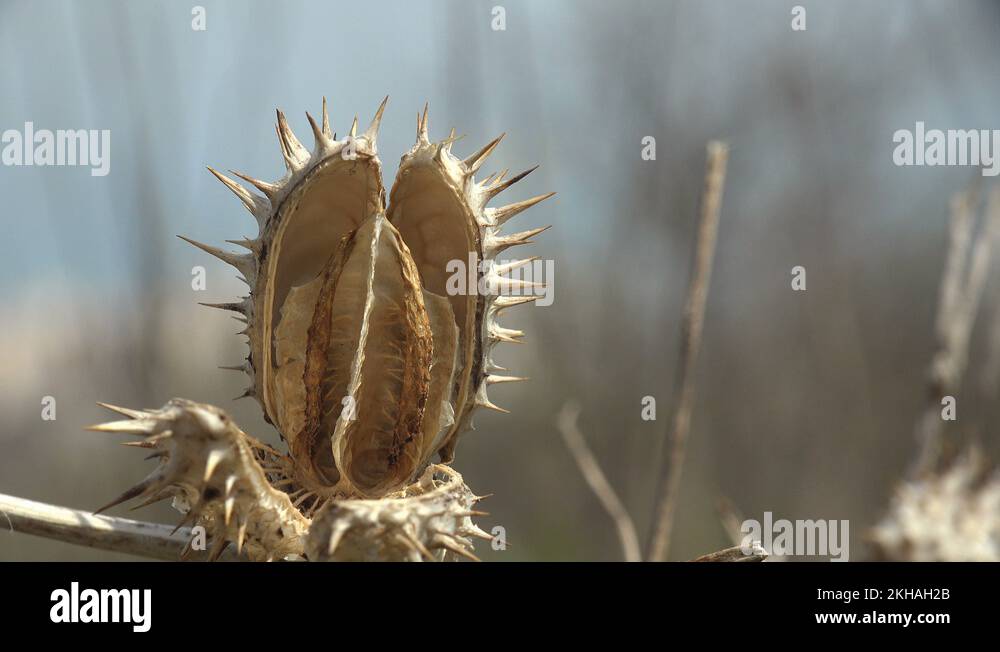Devils weed Stock Videos & Footage - HD and 4K Video Clips - Alamy