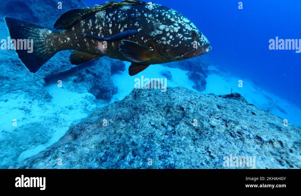 big grouper scenery underwater close up goliath friendly with remora ...