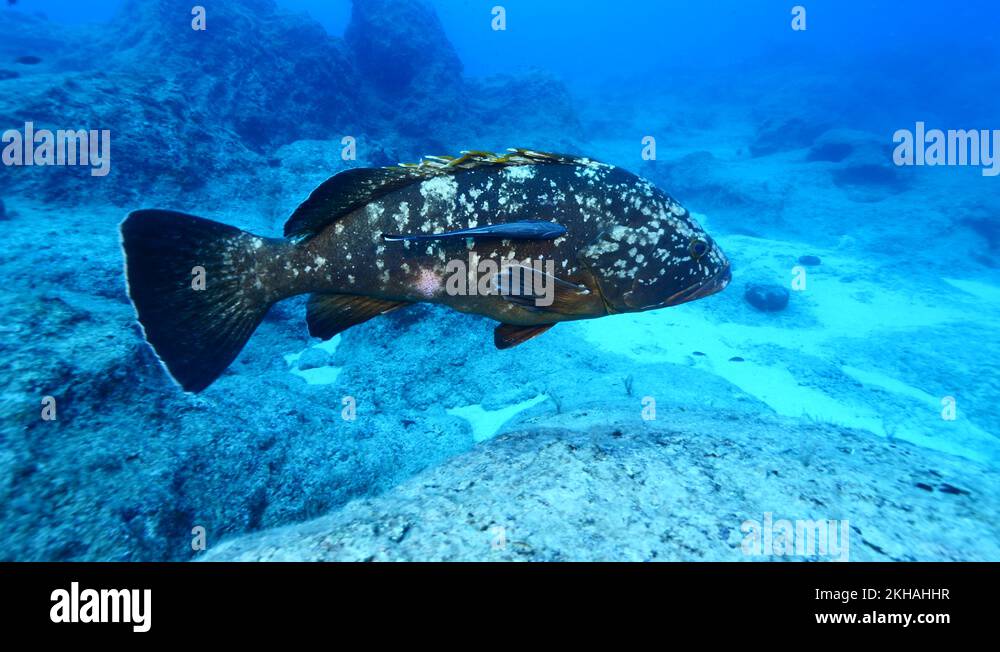 Spot tail bass Stock Videos & Footage - HD and 4K Video Clips - Alamy