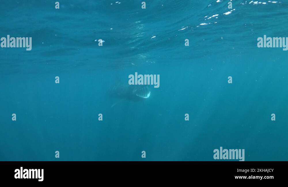 Plankton filter Stock Videos & Footage - HD and 4K Video Clips - Alamy