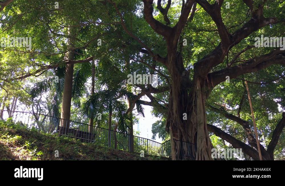 Ficus benghalensis indian banyan tree Stock Videos & Footage - HD and ...