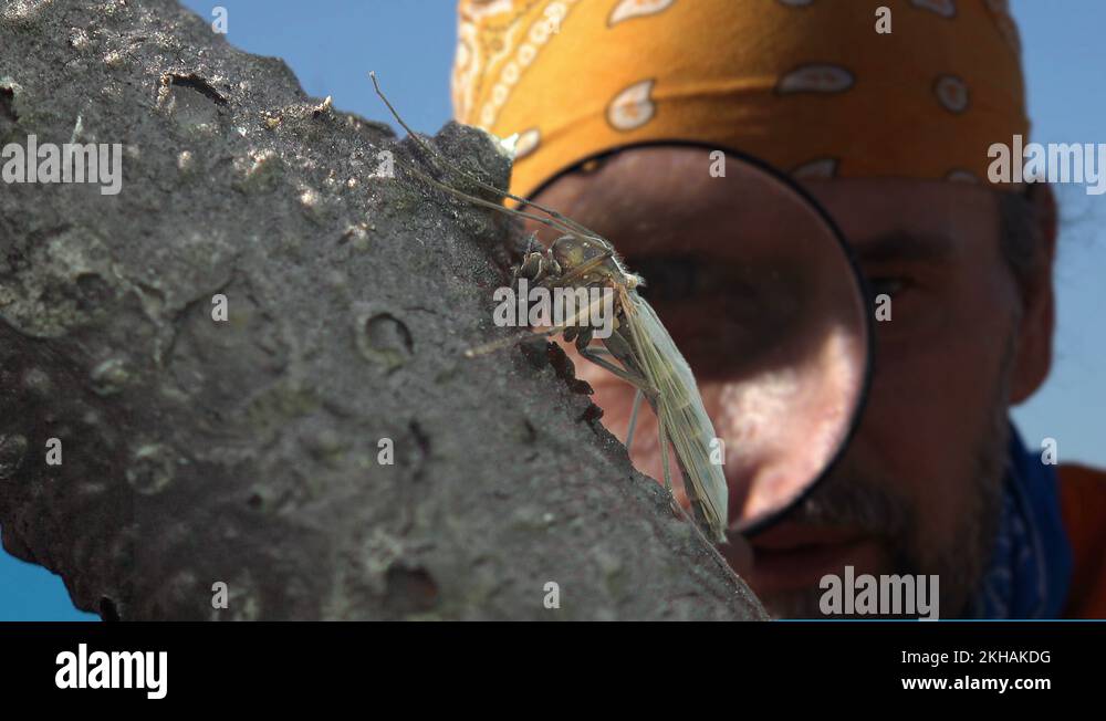 Magnifying glass insect Stock Videos & Footage - HD and 4K Video Clips ...