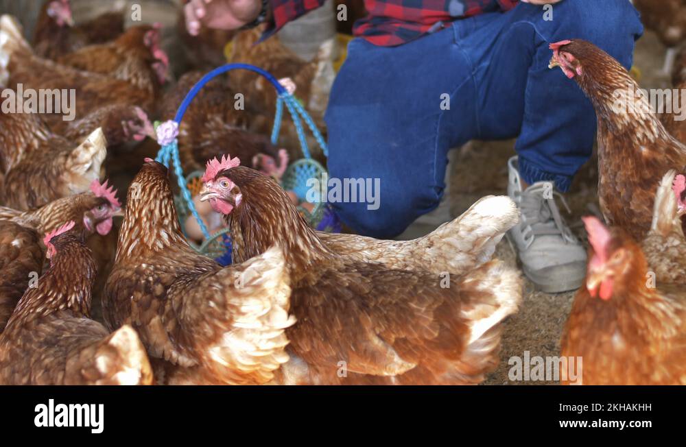 Hen farm Stock Videos & Footage - HD and 4K Video Clips - Alamy