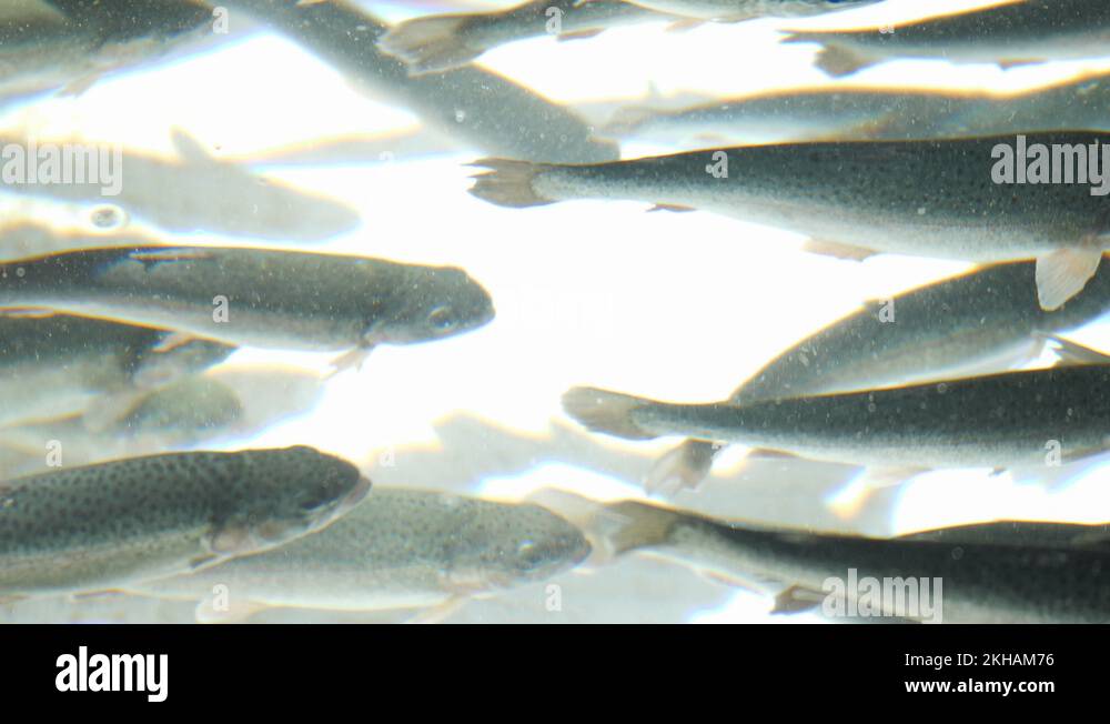School of Rainbow Trout at Fish Hatchery Zoom Out Stock Video Footage ...