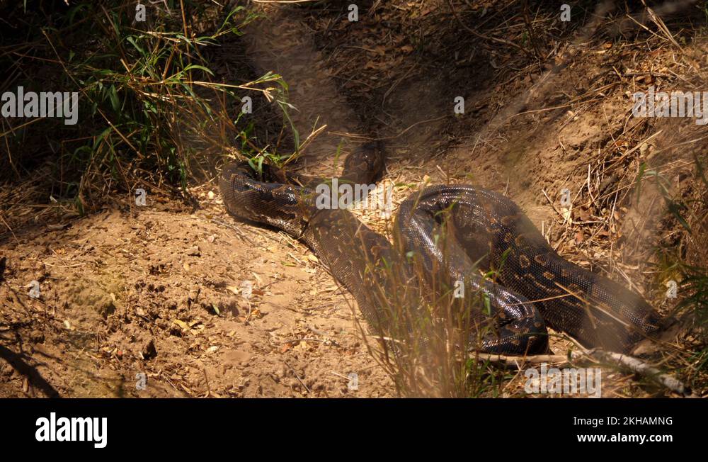 Rock Python Snake Stock Videos Footage Hd And 4k Video Clips Alamy