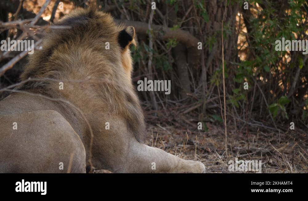 Lions stands Stock Videos & Footage - HD and 4K Video Clips - Alamy