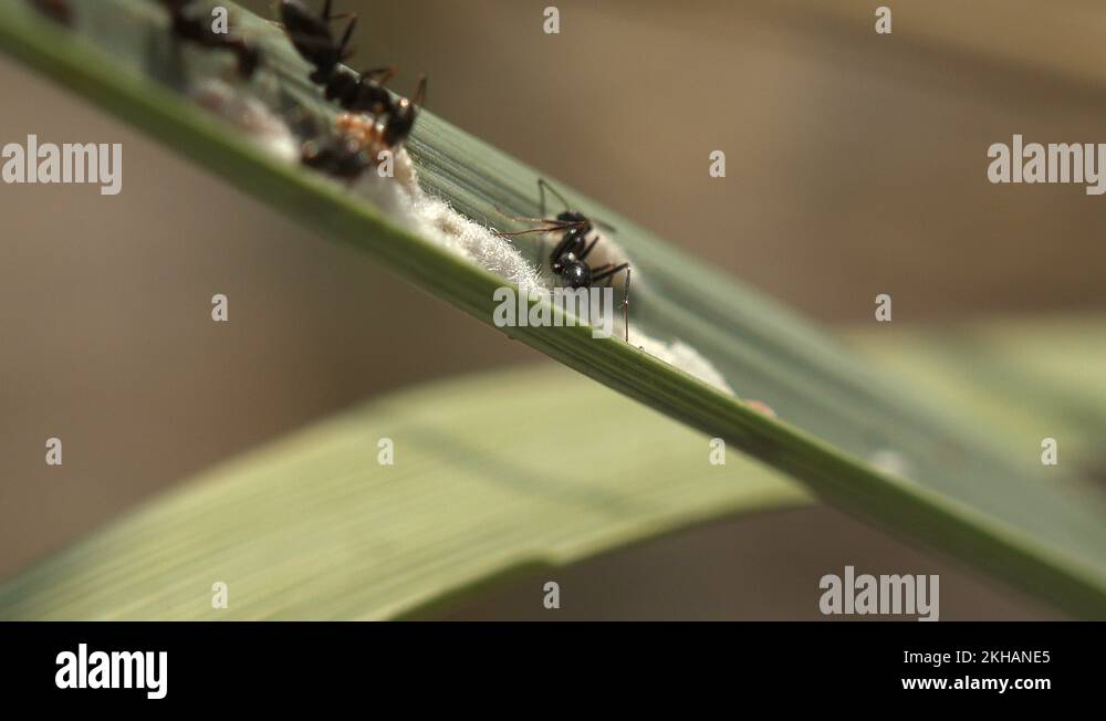 Insects, macro. Ants look after cocoons of aphids which are grown for ...