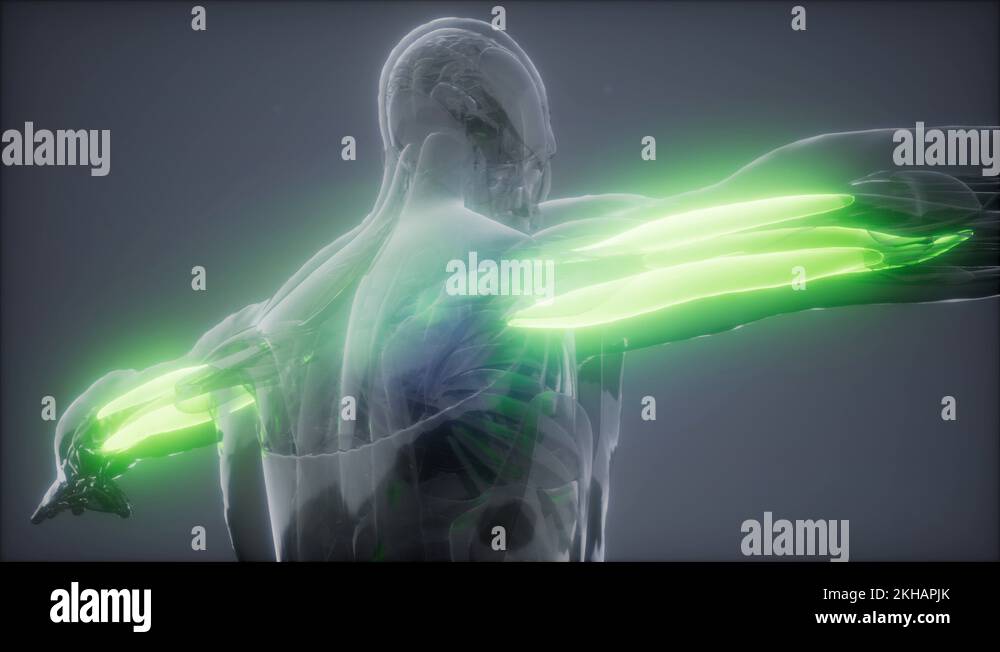 triceps - Visible muscle anatomy map Stock Video Footage - Alamy