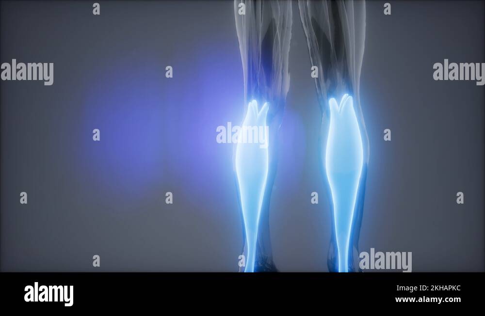 gastrocnemius- Visible muscle anatomy map Stock Video Footage - Alamy