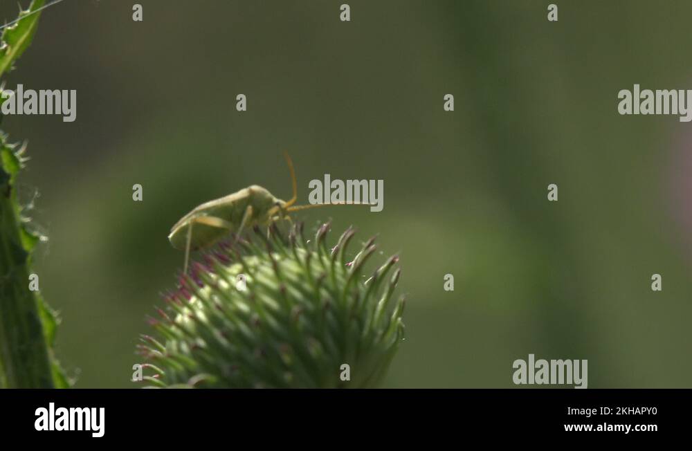 Shield bugs Stock Videos & Footage - HD and 4K Video Clips - Alamy