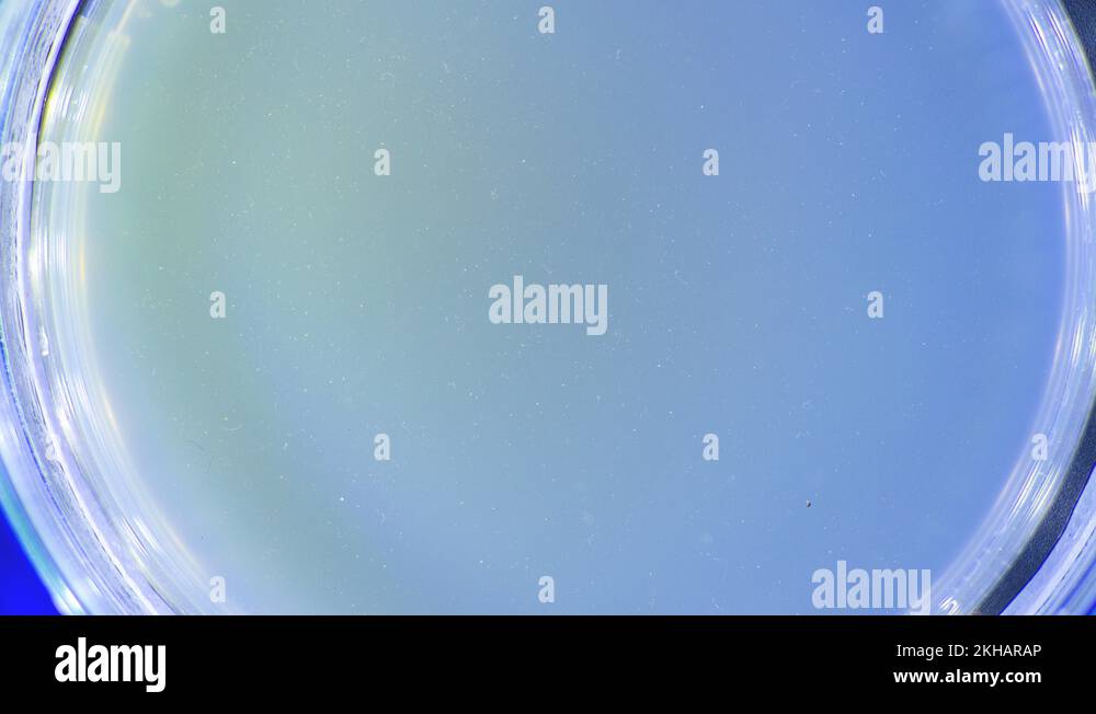 Bacteria colonies culture plate Stock Videos & Footage - HD and 4K Video Clips - Alamy
