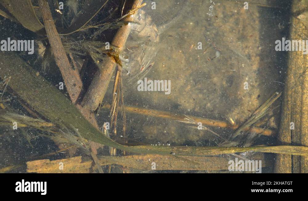 Young turtle hiding in seaweed in swamp. Turtles are reptiles of order ...
