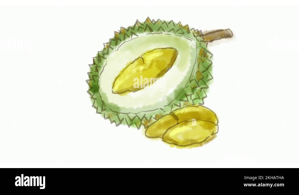 Durian drawing Stock Videos & Footage - HD and 4K Video Clips - Alamy