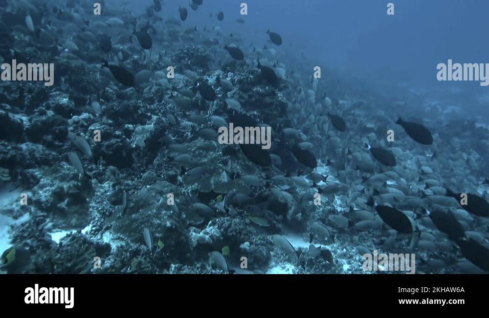 Slender fish species Stock Videos & Footage - HD and 4K Video Clips - Alamy