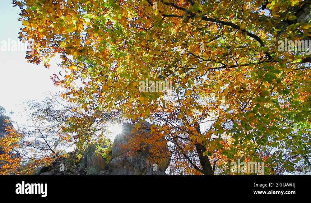 Autumn leaves stone rock trees Stock Videos & Footage - HD and 4K Video ...