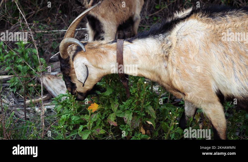 Greek goats Stock Videos & Footage - HD and 4K Video Clips - Alamy