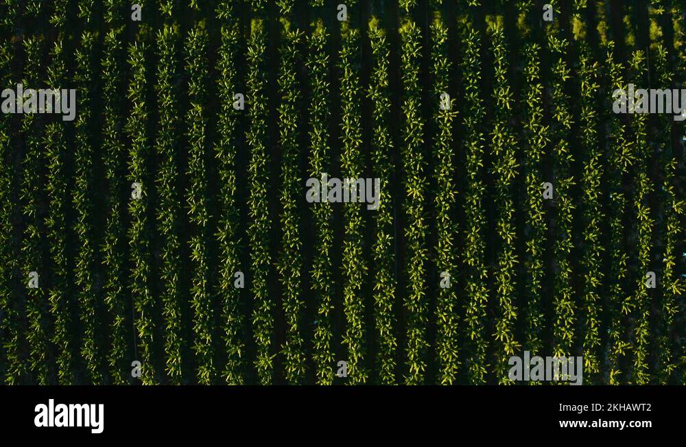 Plantation down Stock Videos & Footage - HD and 4K Video Clips - Alamy