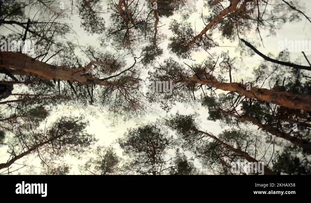 Rotating Pine In Wood.Rotate And Look Up Pine Trees.Spinning Through ...