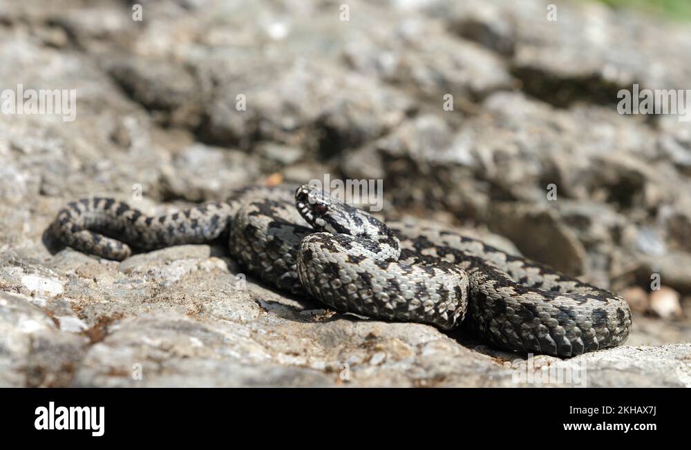 Lightning attack of the adder viper snake (Vipera berus Stock Video Footage - Alamy