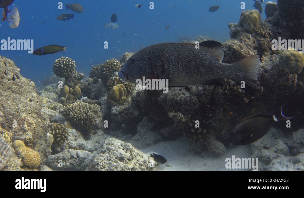 Underwater cleaning Stock Videos & Footage - HD and 4K Video Clips - Alamy